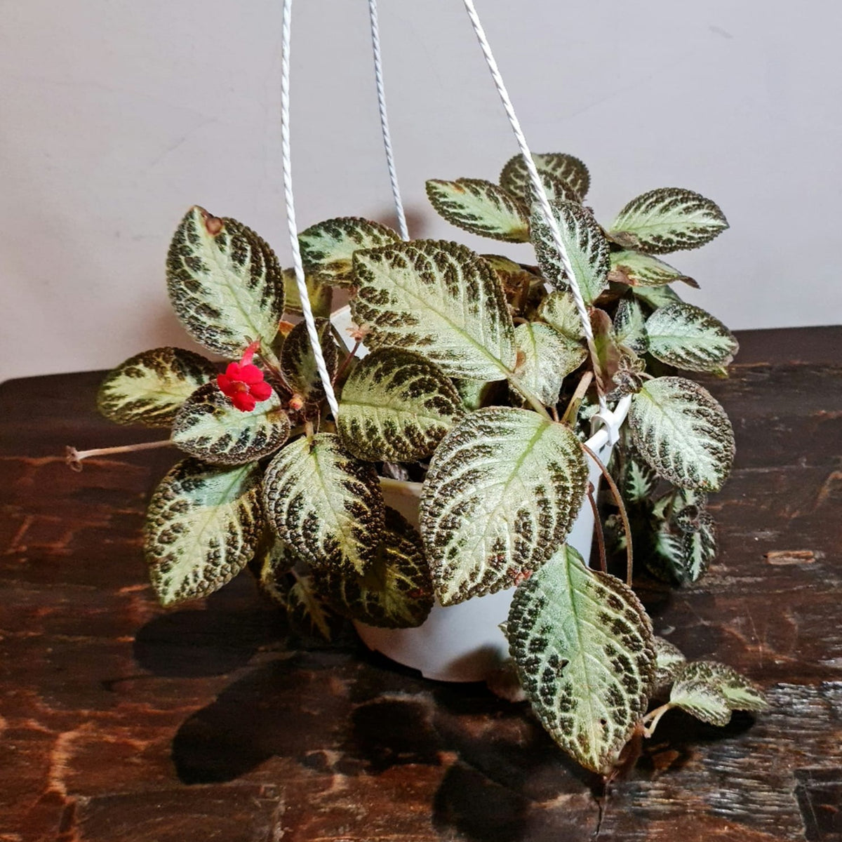 Gfp Episcia 'Silver Sheen' in white hanging plastic pot – Gardens by ...