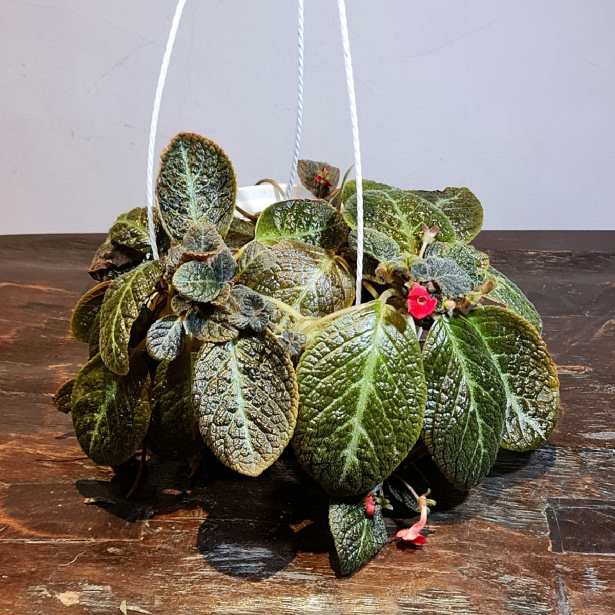 Gfp Episcia Spring Symphony in white hanging plastic pot – Gardens by ...