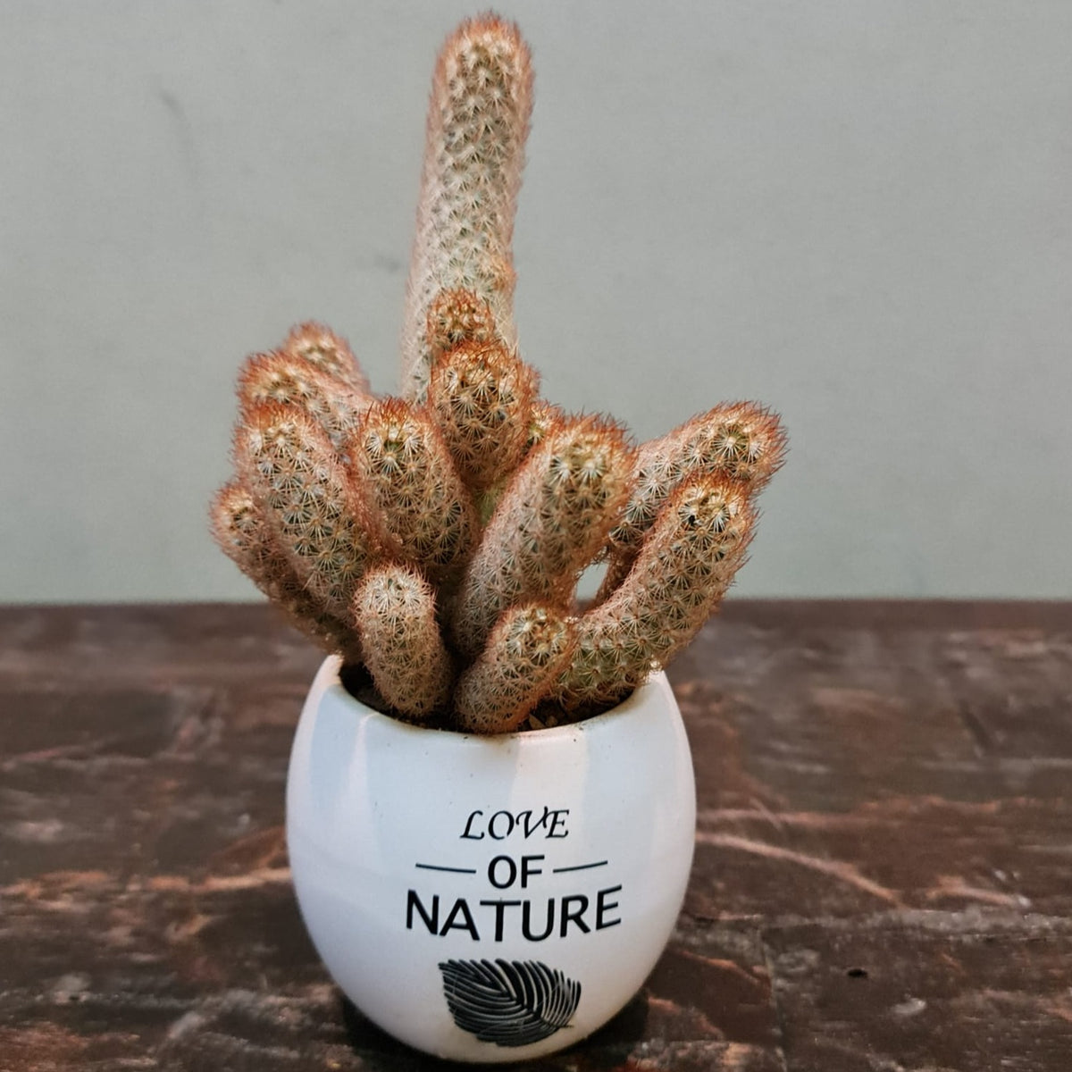 Gsc Lady Finger Cactus (Mammillaria elongata) in ceramic pot B ...